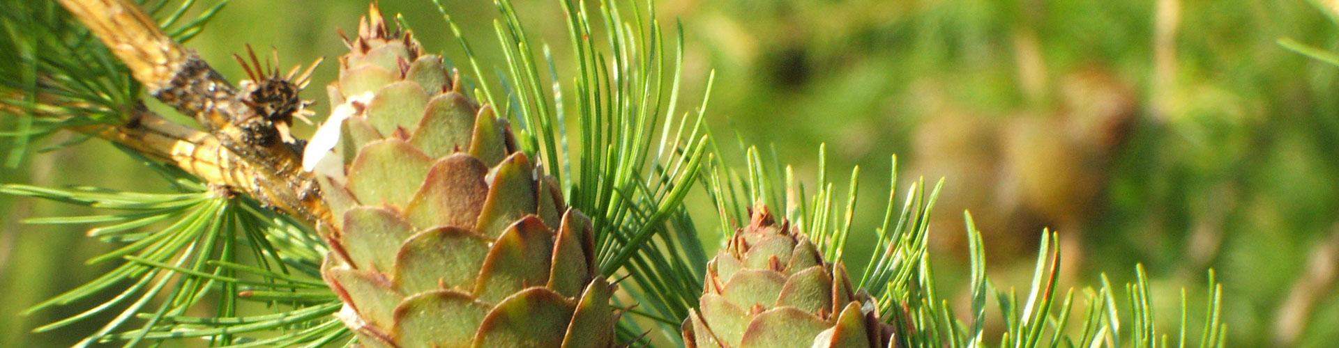 Alla scoperta dei larici secolari 'de la tegia' | Consorzio Turistico ...